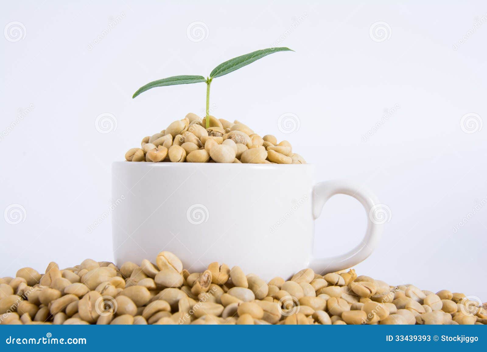 Sprout Coffee Tree with Coffee Beans Stock Image - Image of gourmet ...