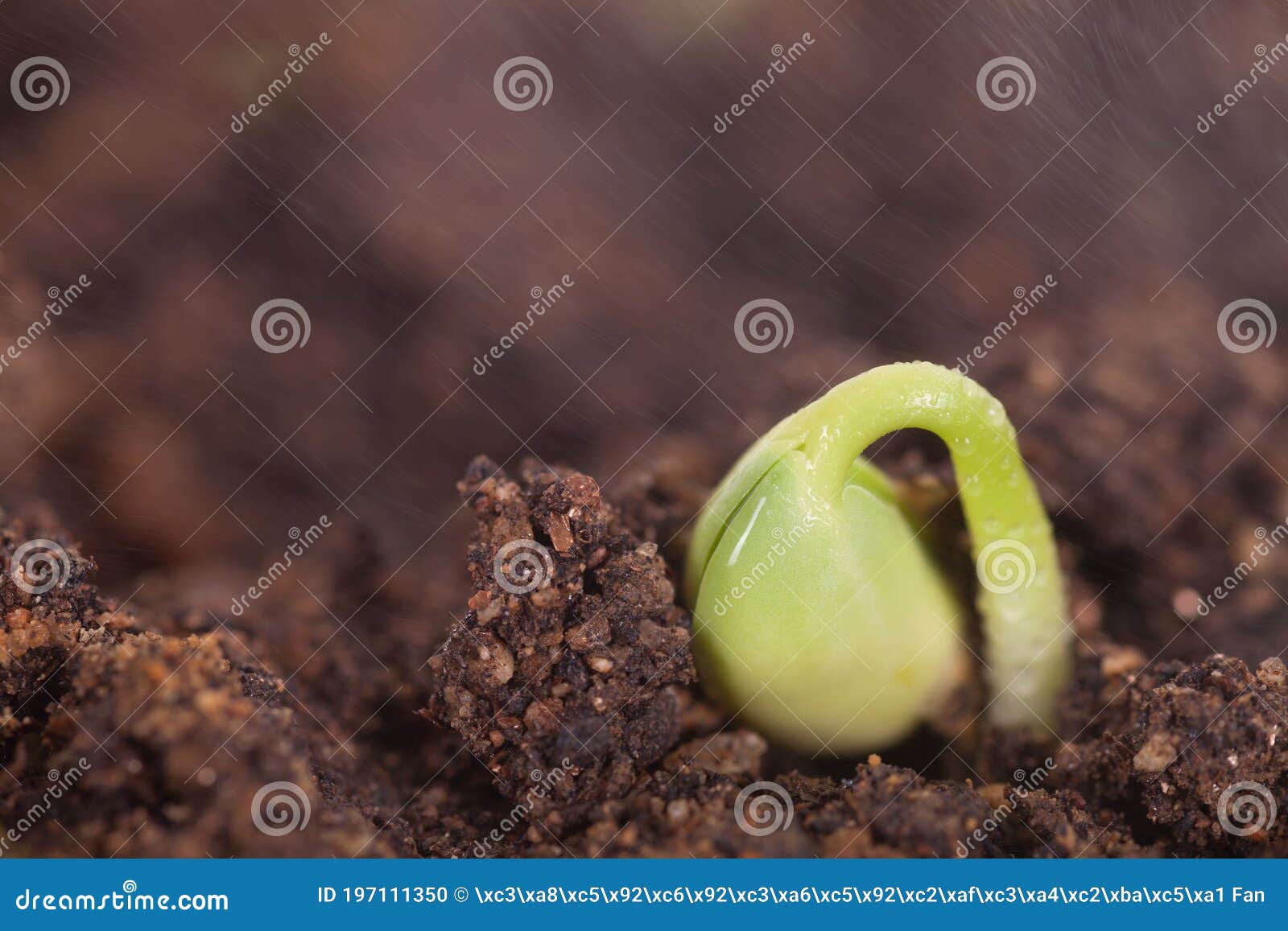 Sprout Coming Out of the Soil in Spring Stock Photo - Image of emerging ...