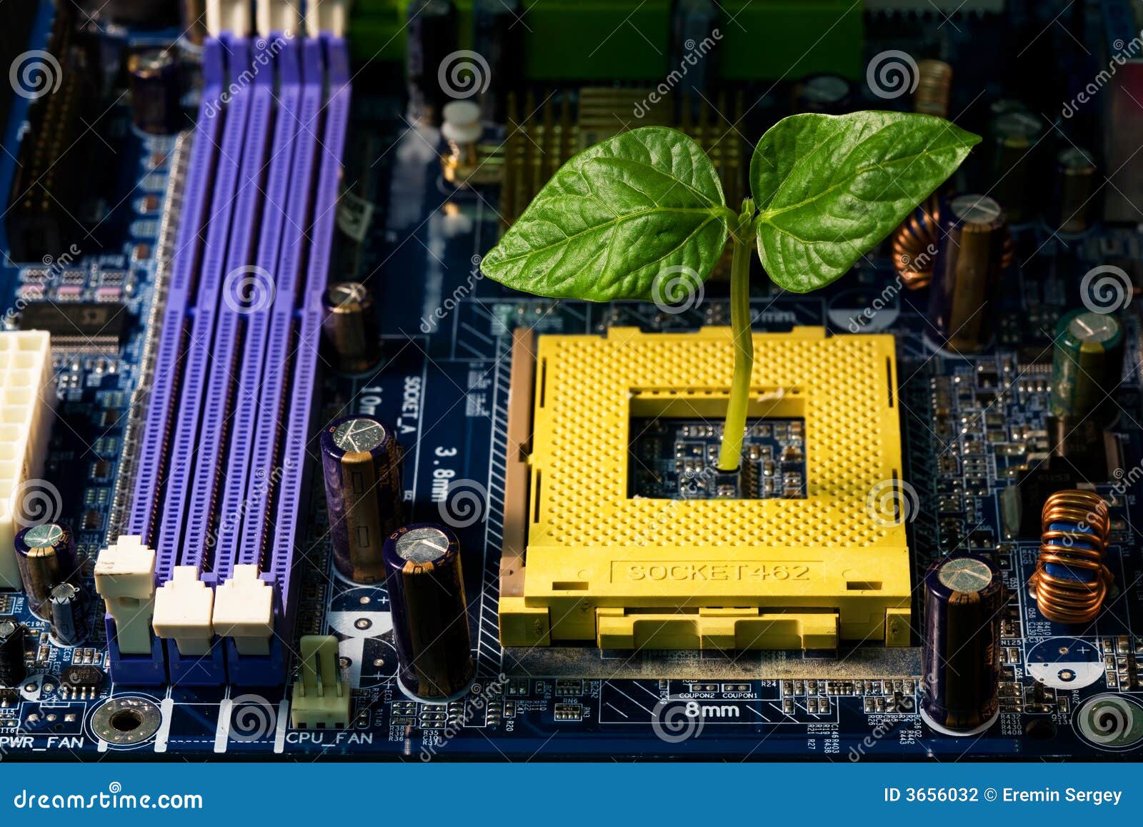 Sprout in computer stock photo. Image of germinate, confrontation - 3656032