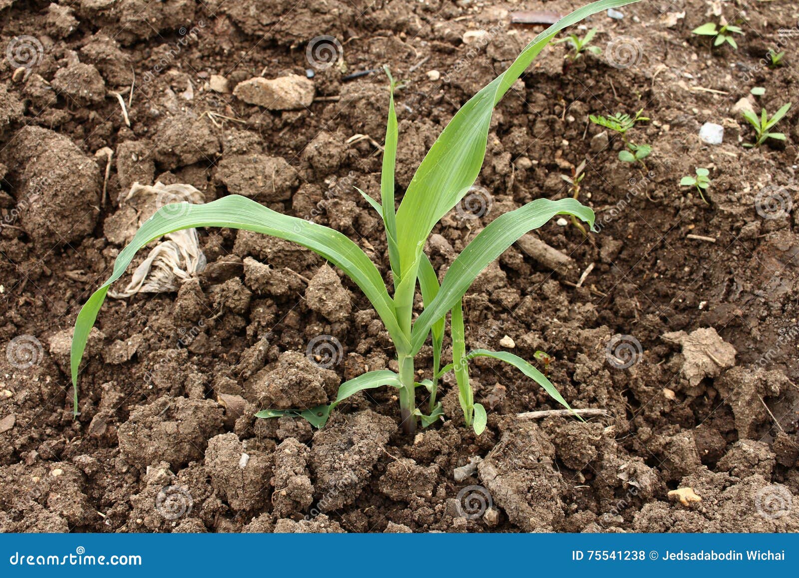 Sprout corn stock photo. Image of field, backgroud, cultivated - 75541238