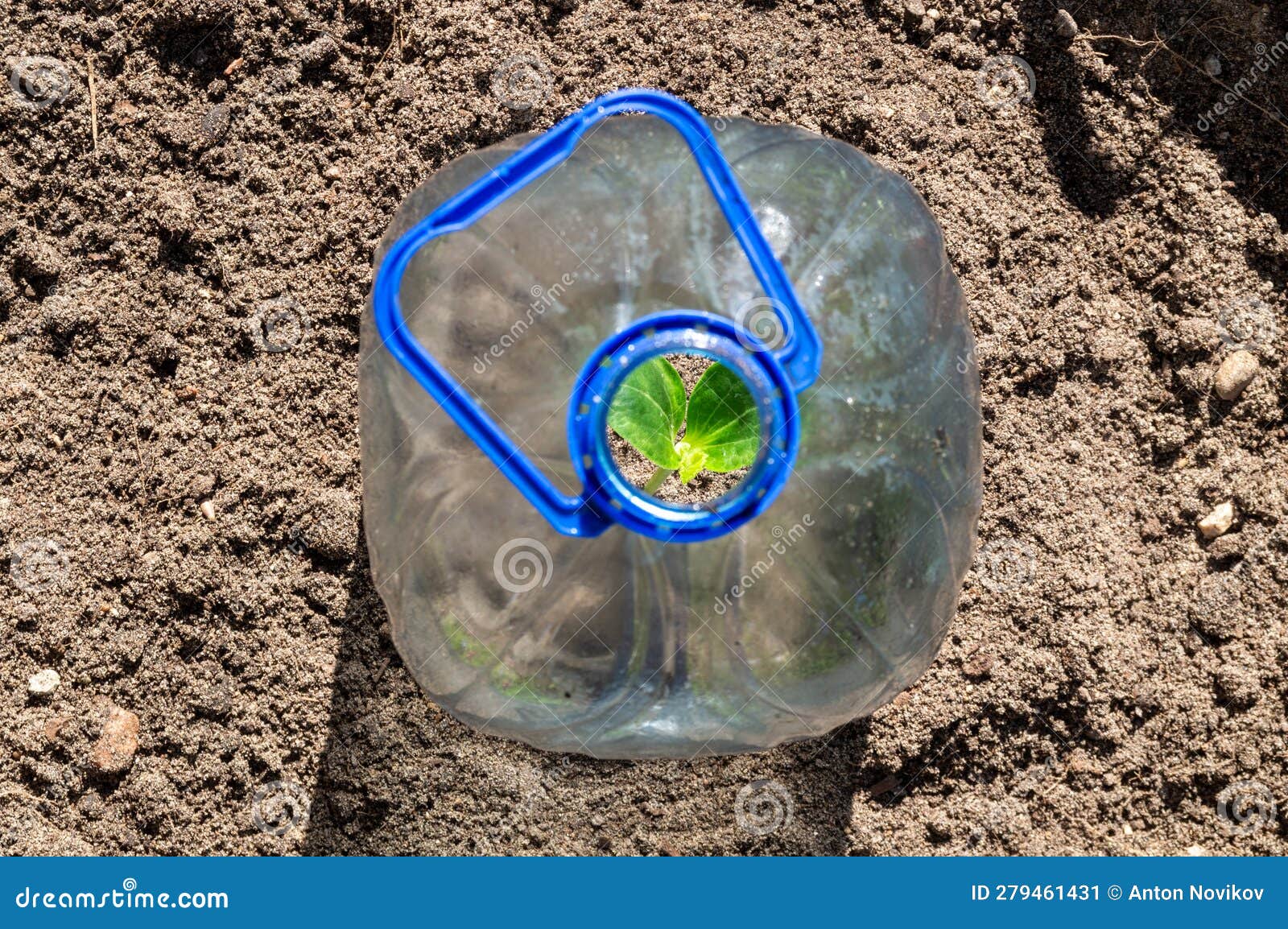 The Sprout is Covered with a Plastic Bottle. a Small Greenhouse Made of ...
