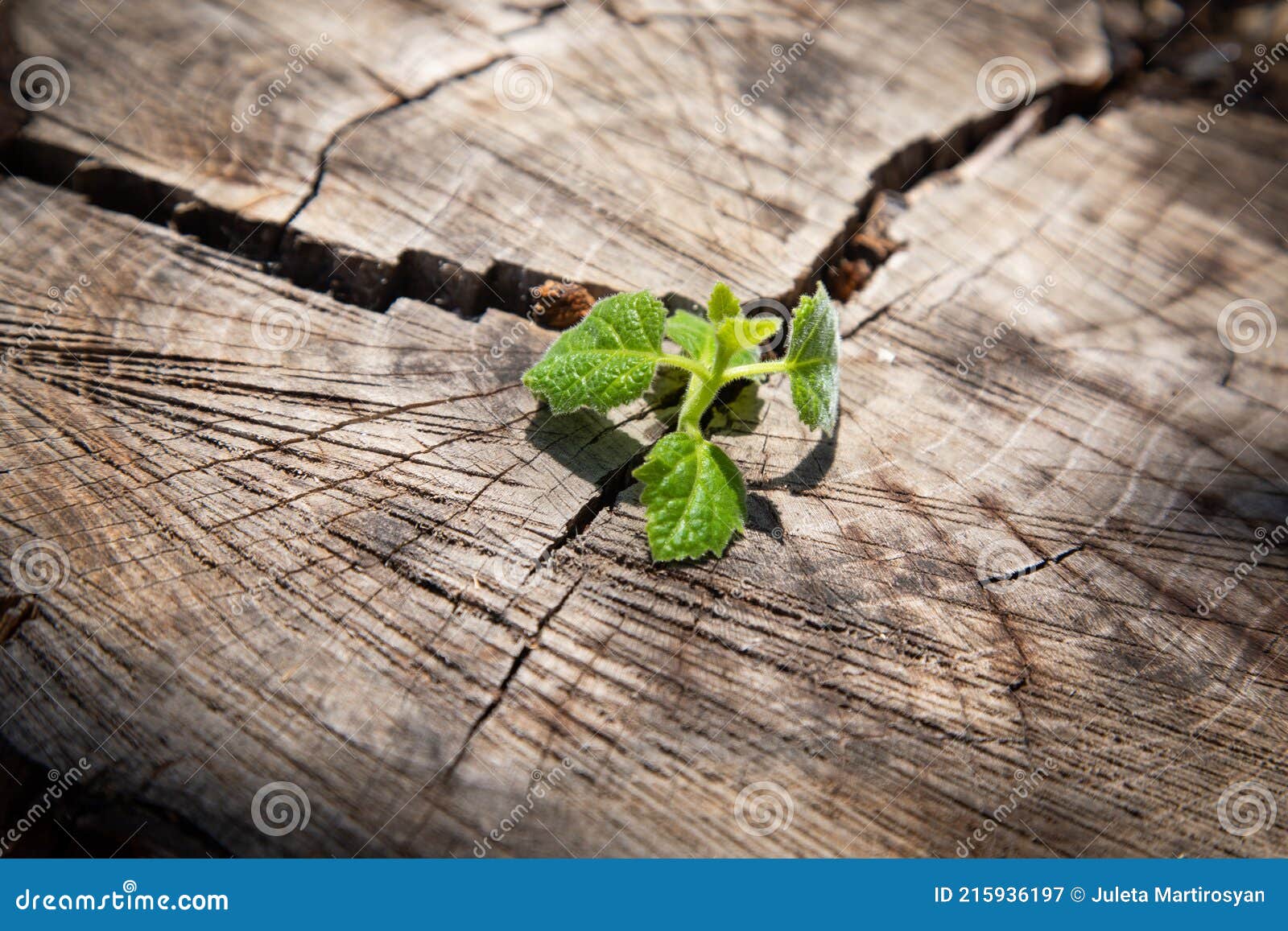 Sprout from a Crack in the Trunk of a Cut Tree Stock Image - Image of ...