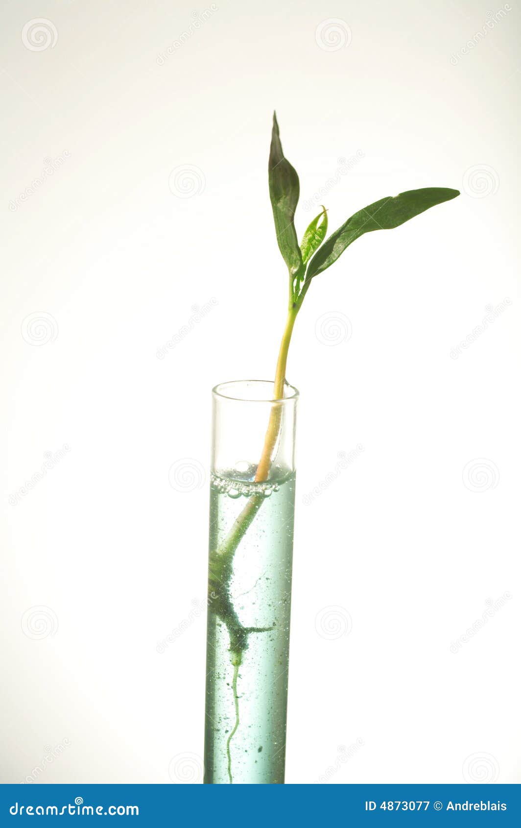 Sprout Da Folha Na Câmara De Ar De Teste Imagem de Stock - Imagem de ...