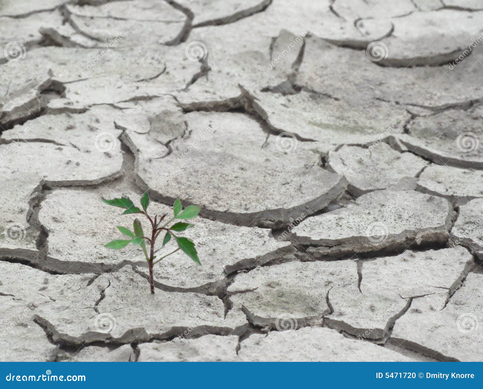 Sprout Da Planta Na Terra Secada Foto de Stock - Imagem de sujeira ...