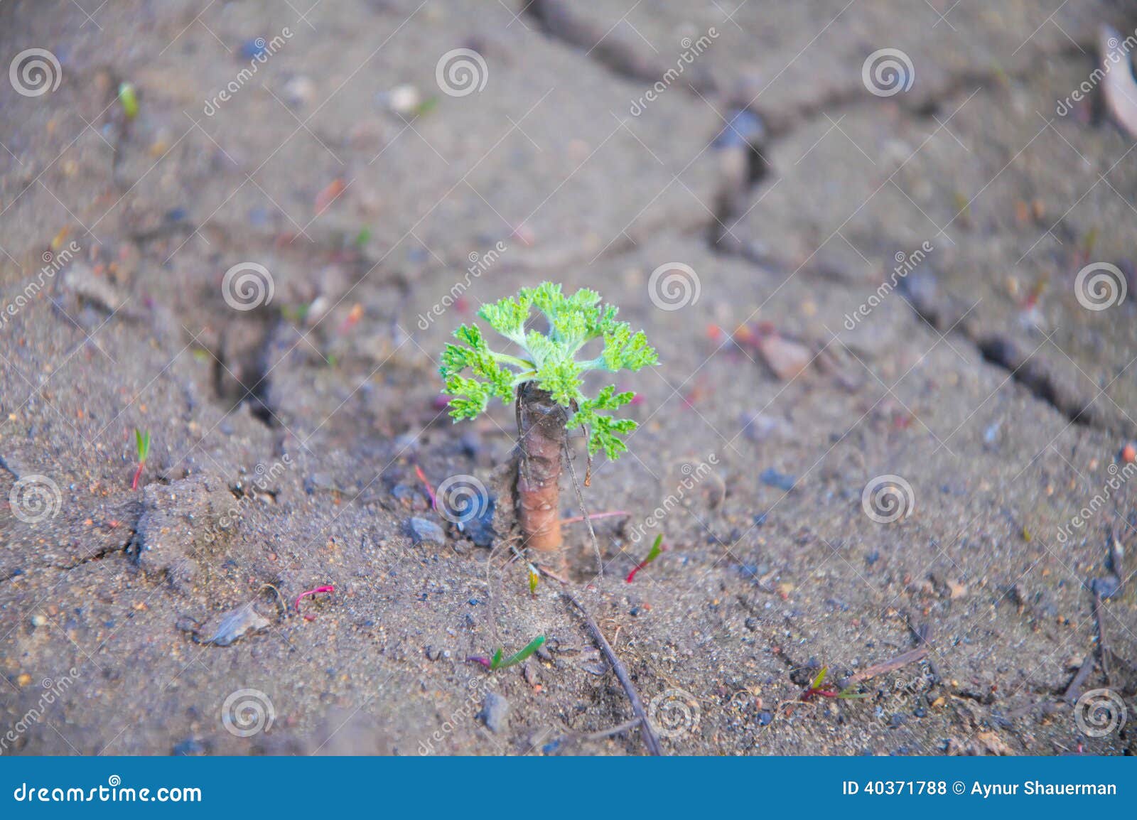 Sprout in dry ground stock photo. Image of dust, ecology - 40371788