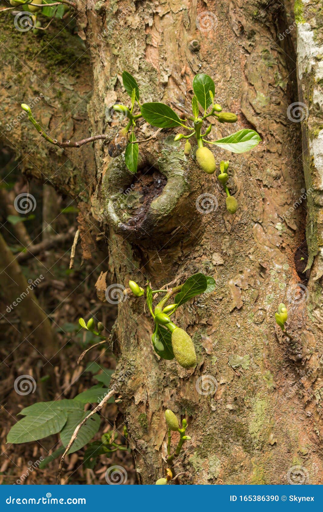 The Sprout of Durian Tree on Seychelles Stock Photo - Image of durian ...
