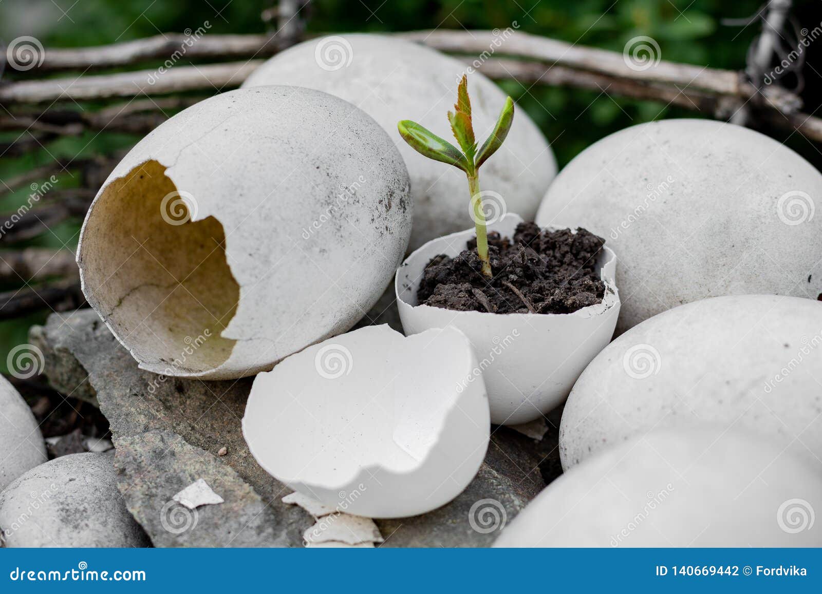 Sprout in eggshell stock photo. Image of grows, group - 140669442