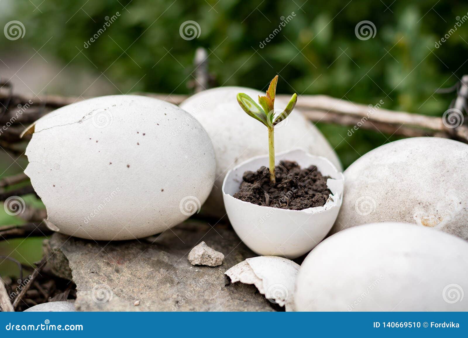 Sprout in eggshell stock photo. Image of originality - 140669510