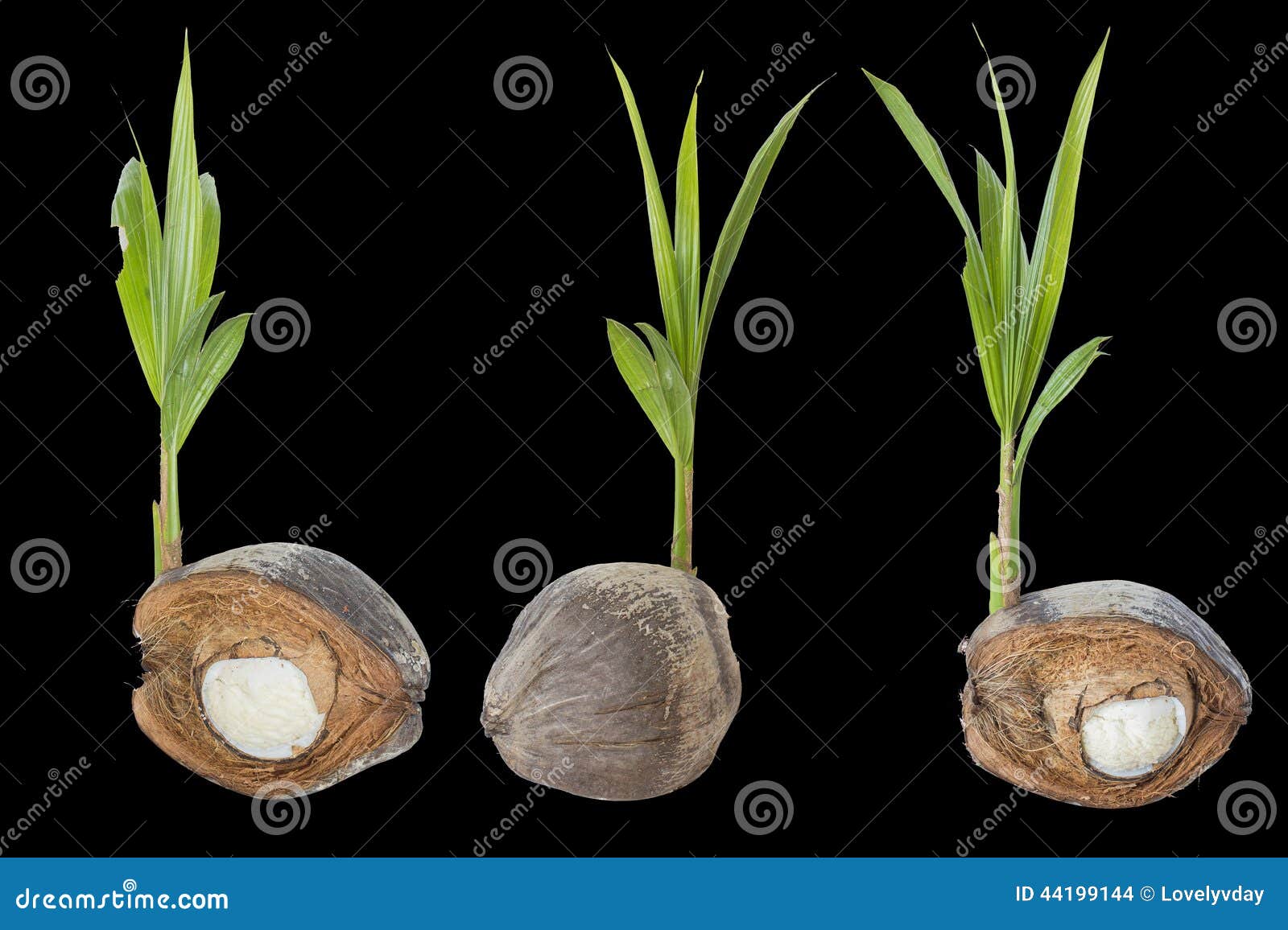 Embryo Bud Of A Coconut Tree On White Background Royalty-Free Stock ...