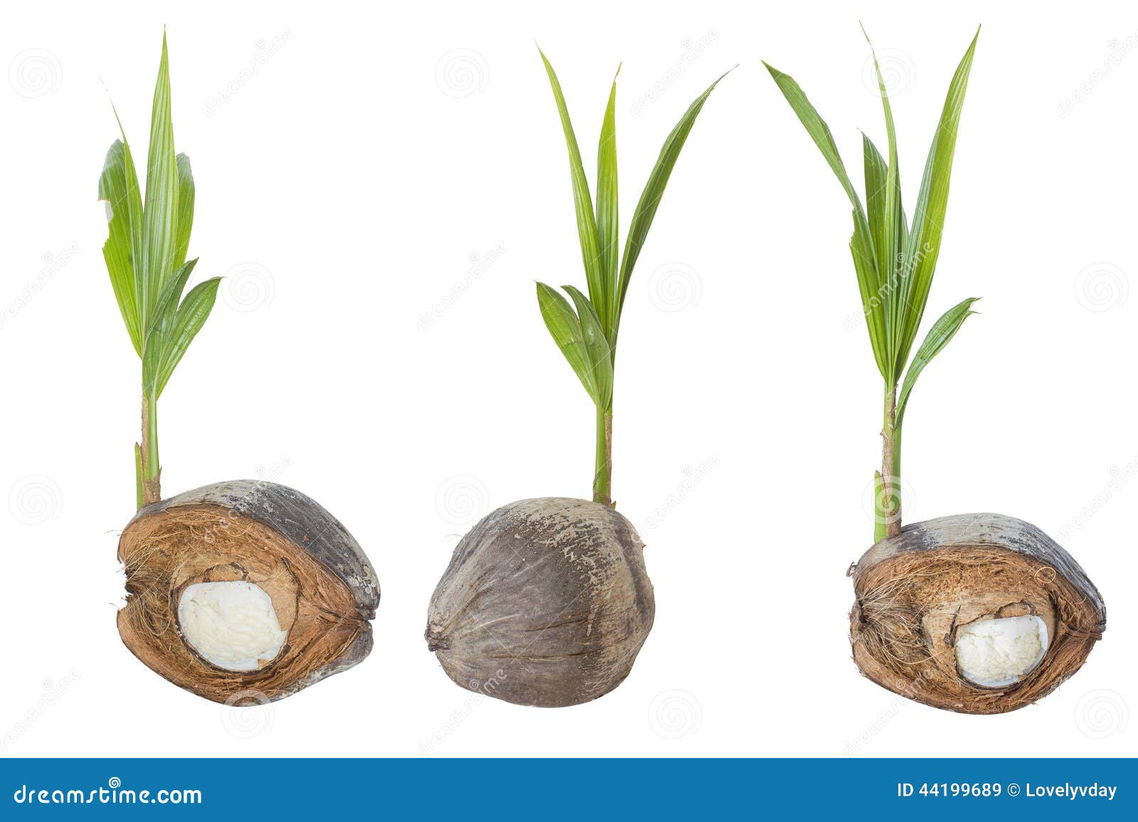 Embryo Bud Of A Coconut Tree On White Background Royalty-Free Stock ...