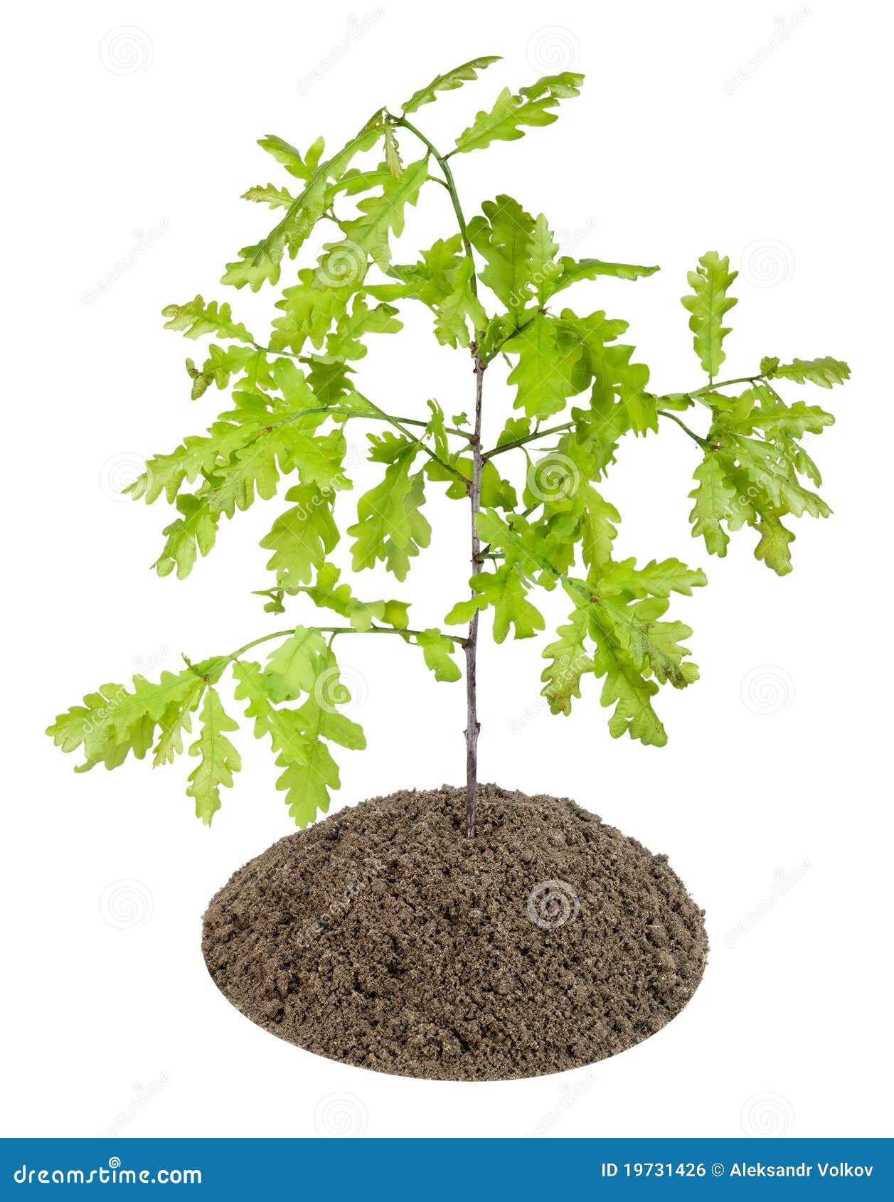 Sprout of the European Oak Tree Stock Photo - Image of wild, yellow ...