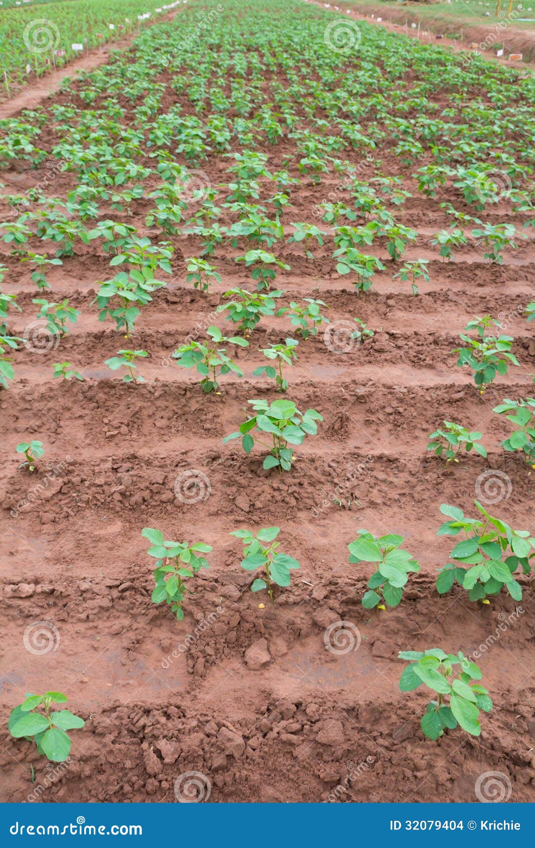 Sprout in farm stock photo. Image of crop, leaf, cultivation - 32079404