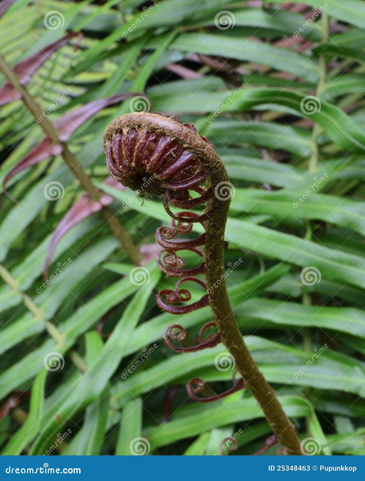Sprout of fern stock image. Image of foliage, park, botany - 25348463