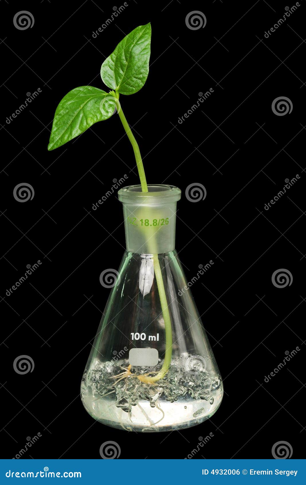 Sprout,flask stock photo. Image of experiment, born, biologist - 4932006