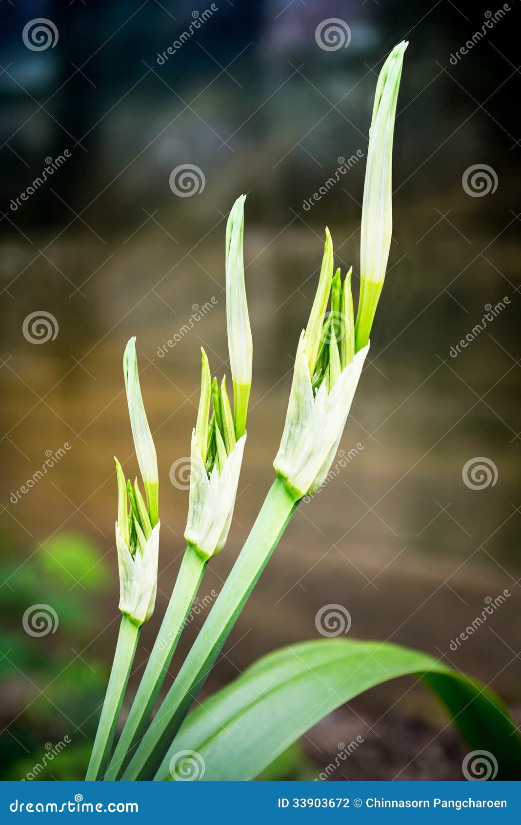 Sprout of Flower stock photo. Image of young, bloom, blossom - 33903672