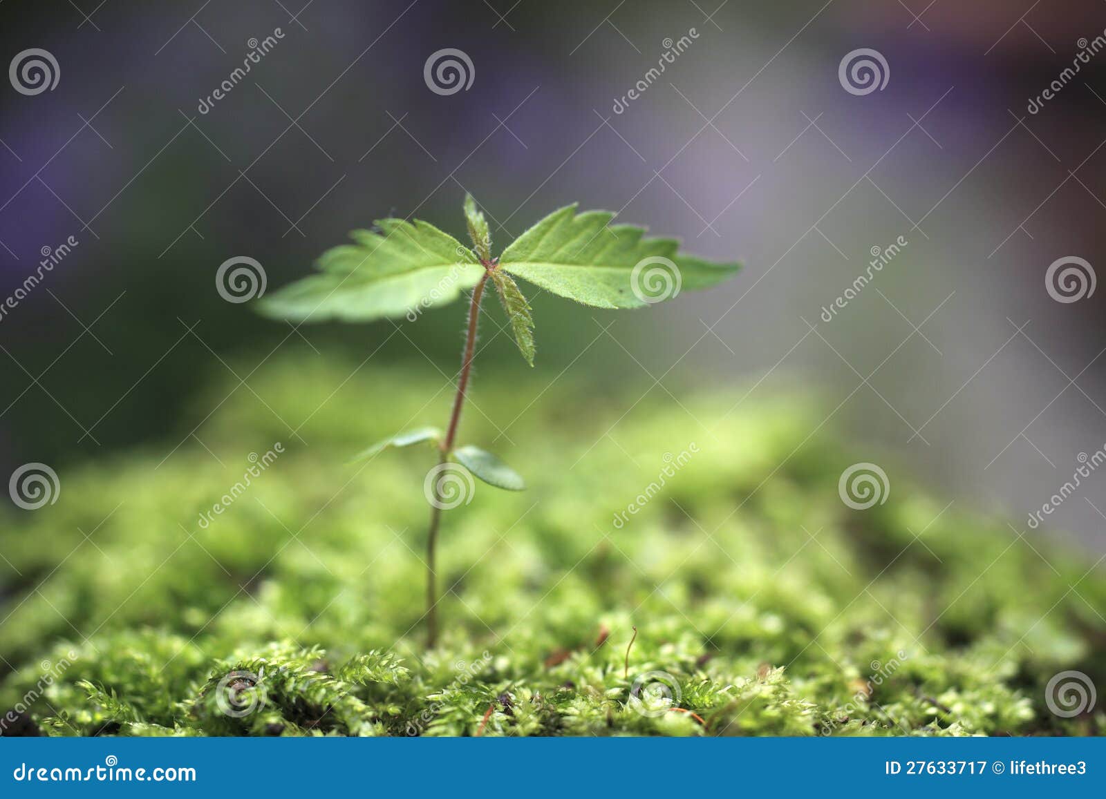 Sprout in the forest. stock image. Image of life, botany - 27633717