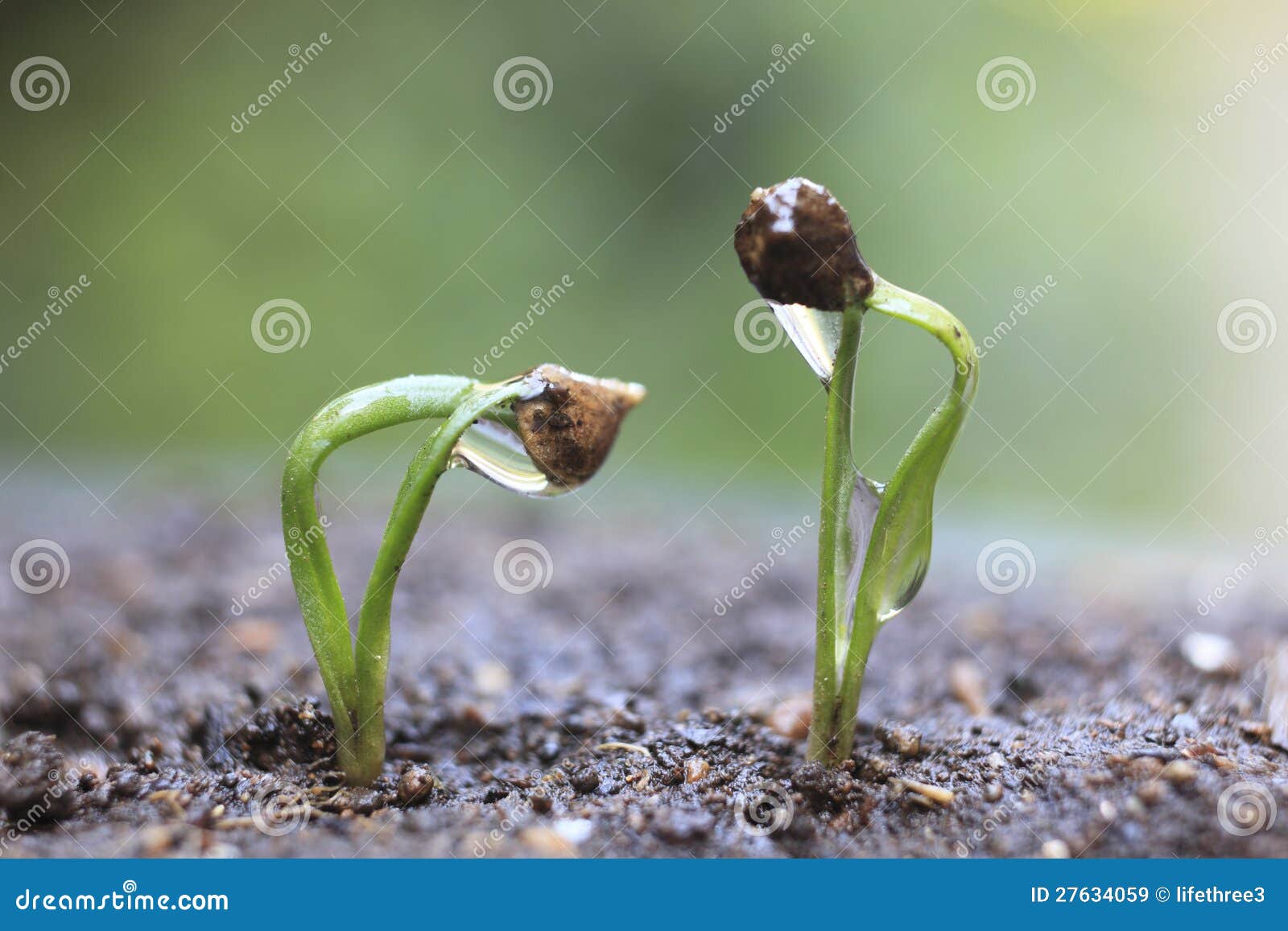 Sprout in the forest. stock image. Image of growing, plant - 27634059