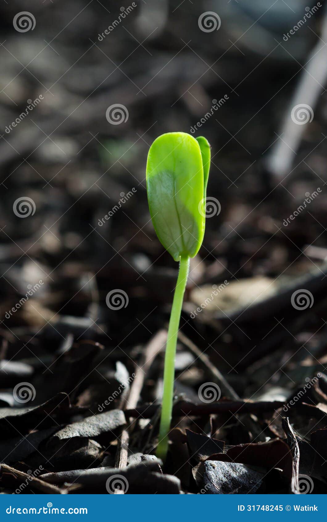 Sprout in the forest stock image. Image of growing, environment - 31748245