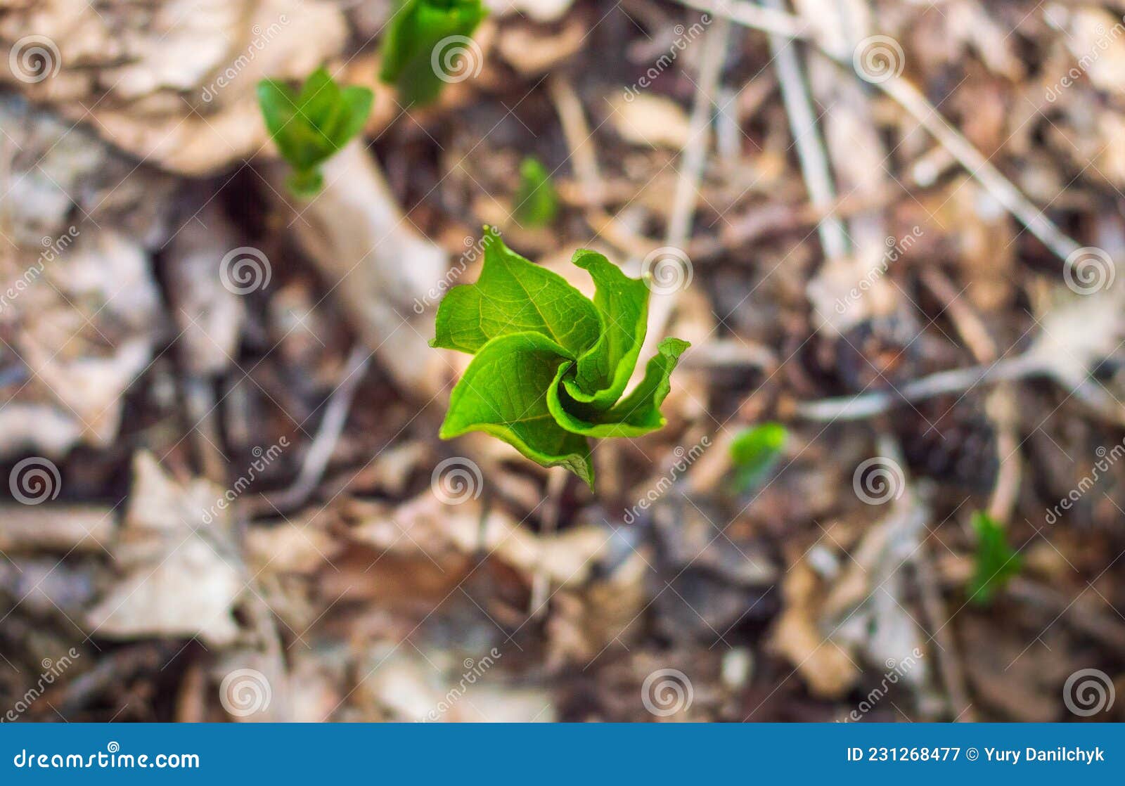 A Sprout of a Forest Plant Twisted in a Spiral Stock Image - Image of ...