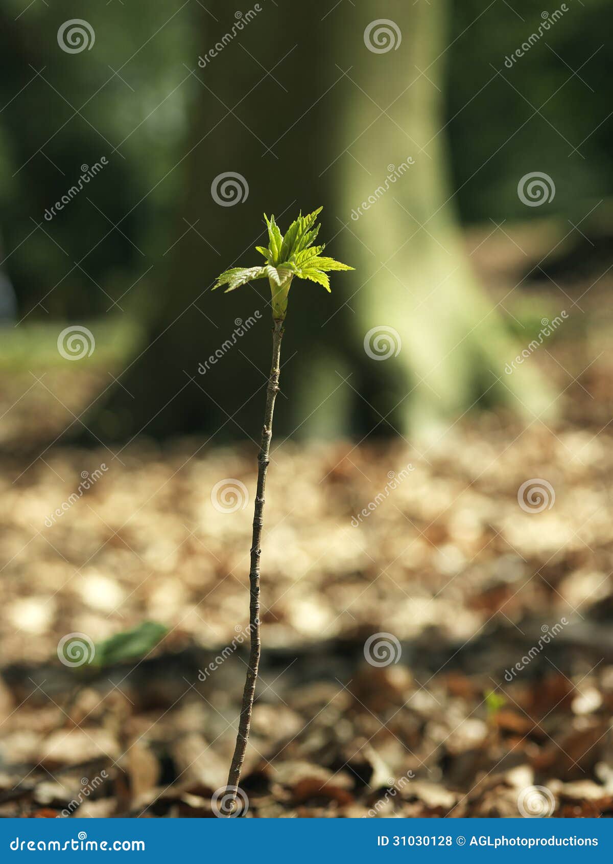 Sprout in the forest stock photo. Image of ground, grow - 31030128