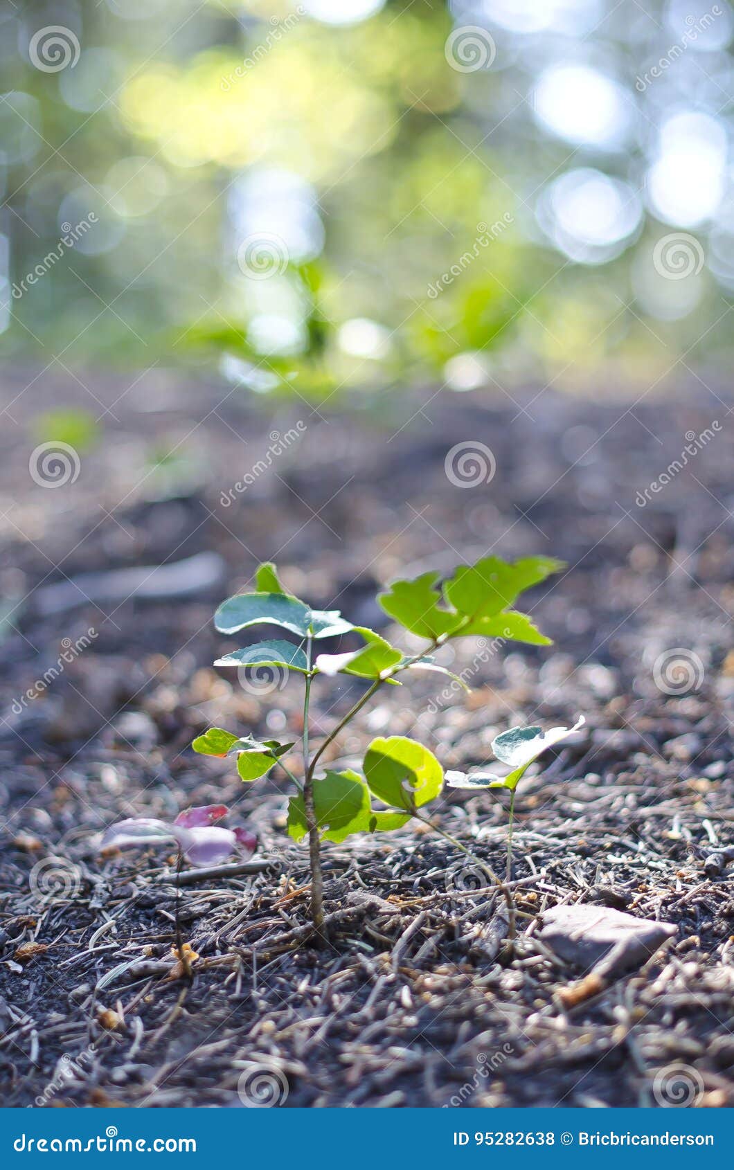 Sprout in the forest stock photo. Image of grow, outdoors - 95282638