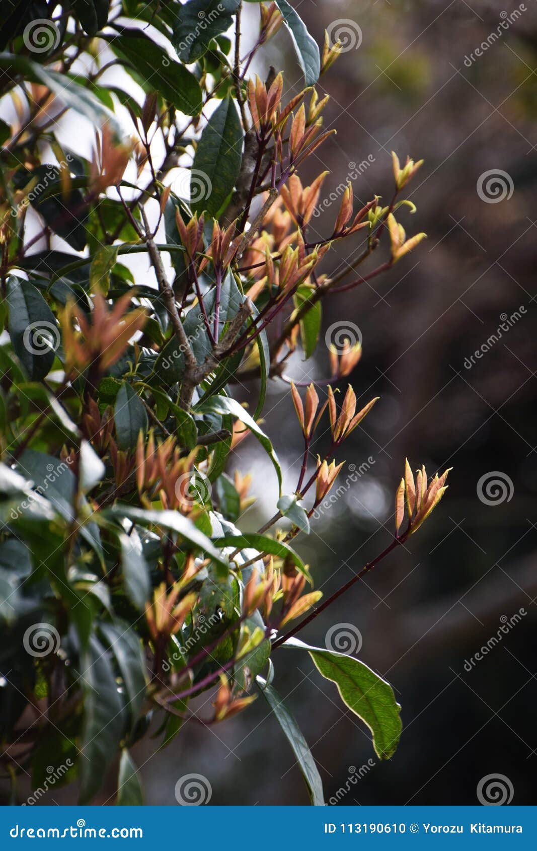 Sprout of fragrant olive stock photo. Image of landscape - 113190610