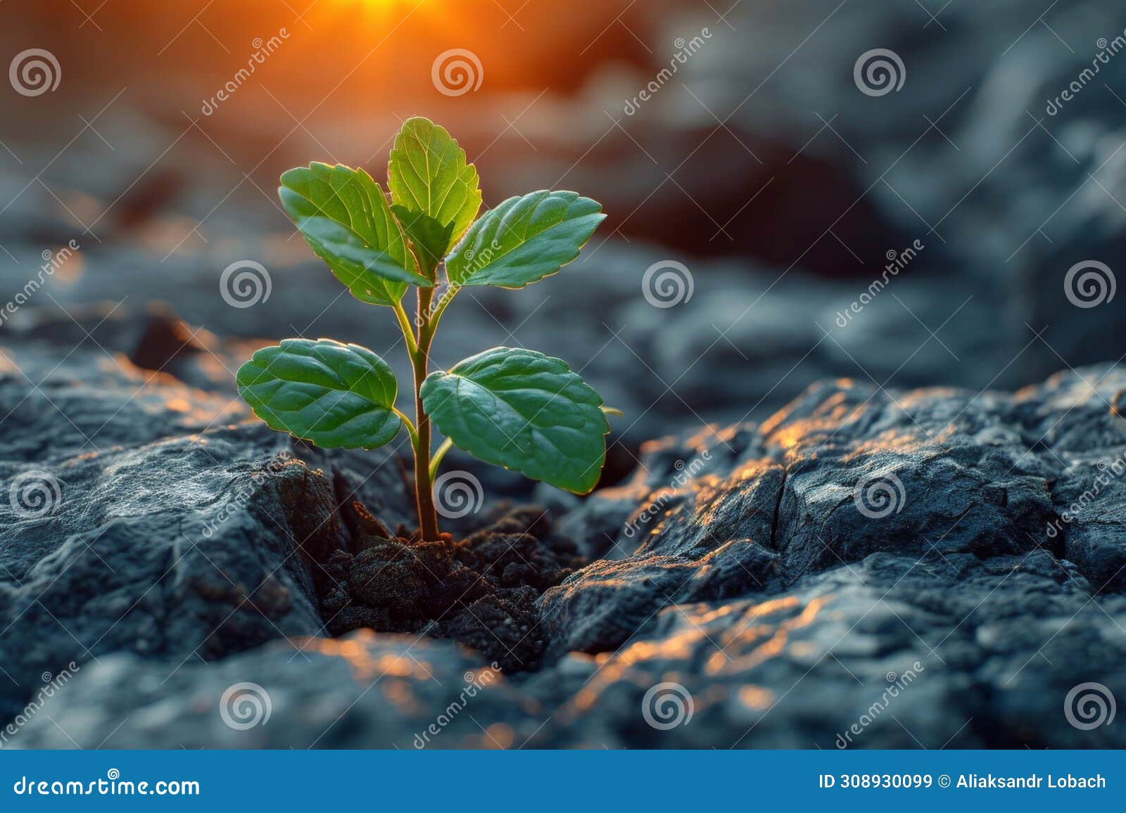 The Sprout of the Future Tree Makes Its Way through the Rocky Surface ...