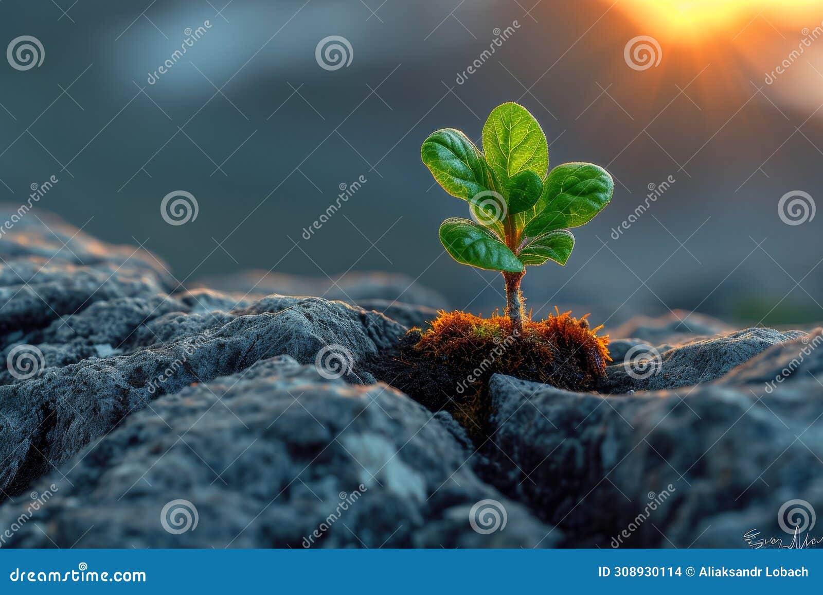 The Sprout of the Future Tree Makes Its Way through the Rocky Surface ...