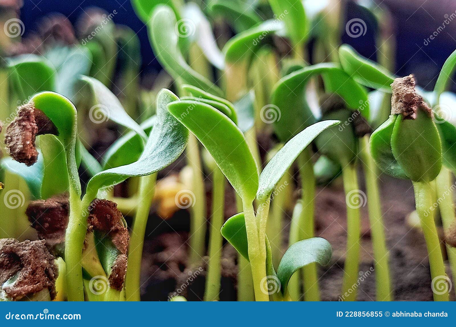 Sprout Green Nature Leaves Plants Stock Image - Image of crop, grass ...