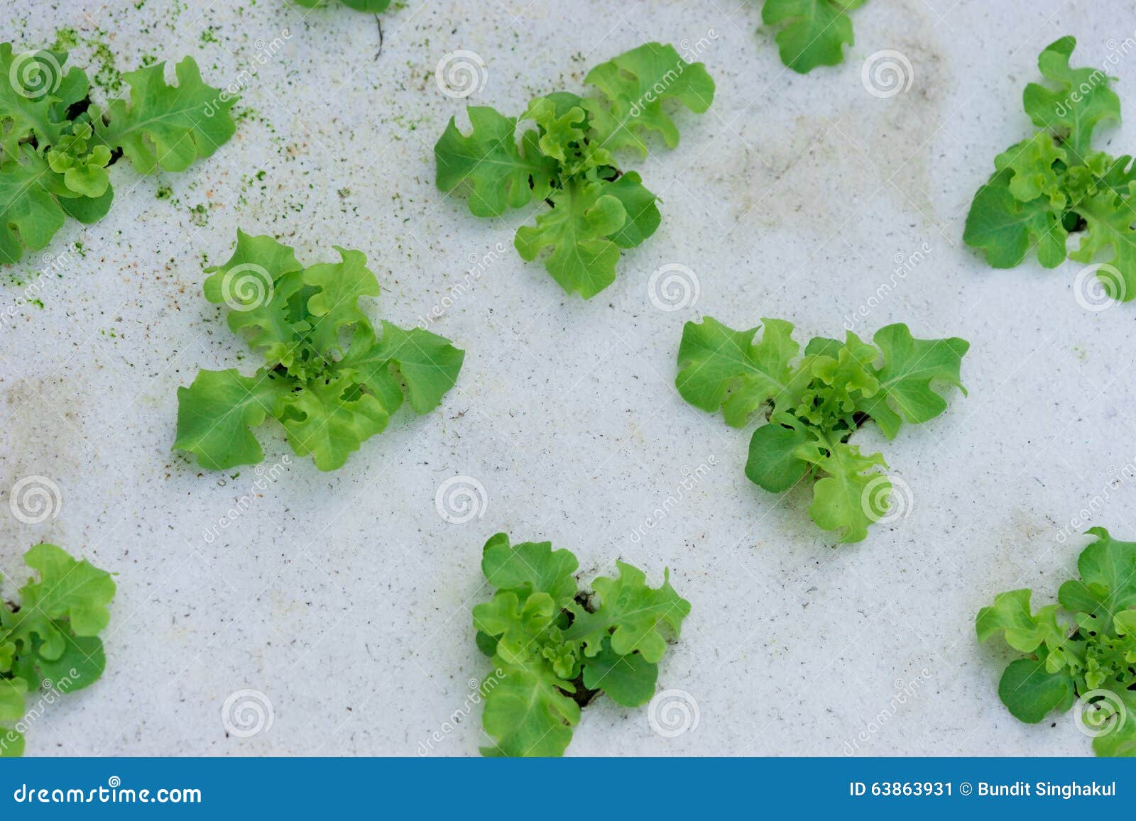 Lettuce In A Hydroponic Dome. Frillice Iceberg On Hand Cultivation ...