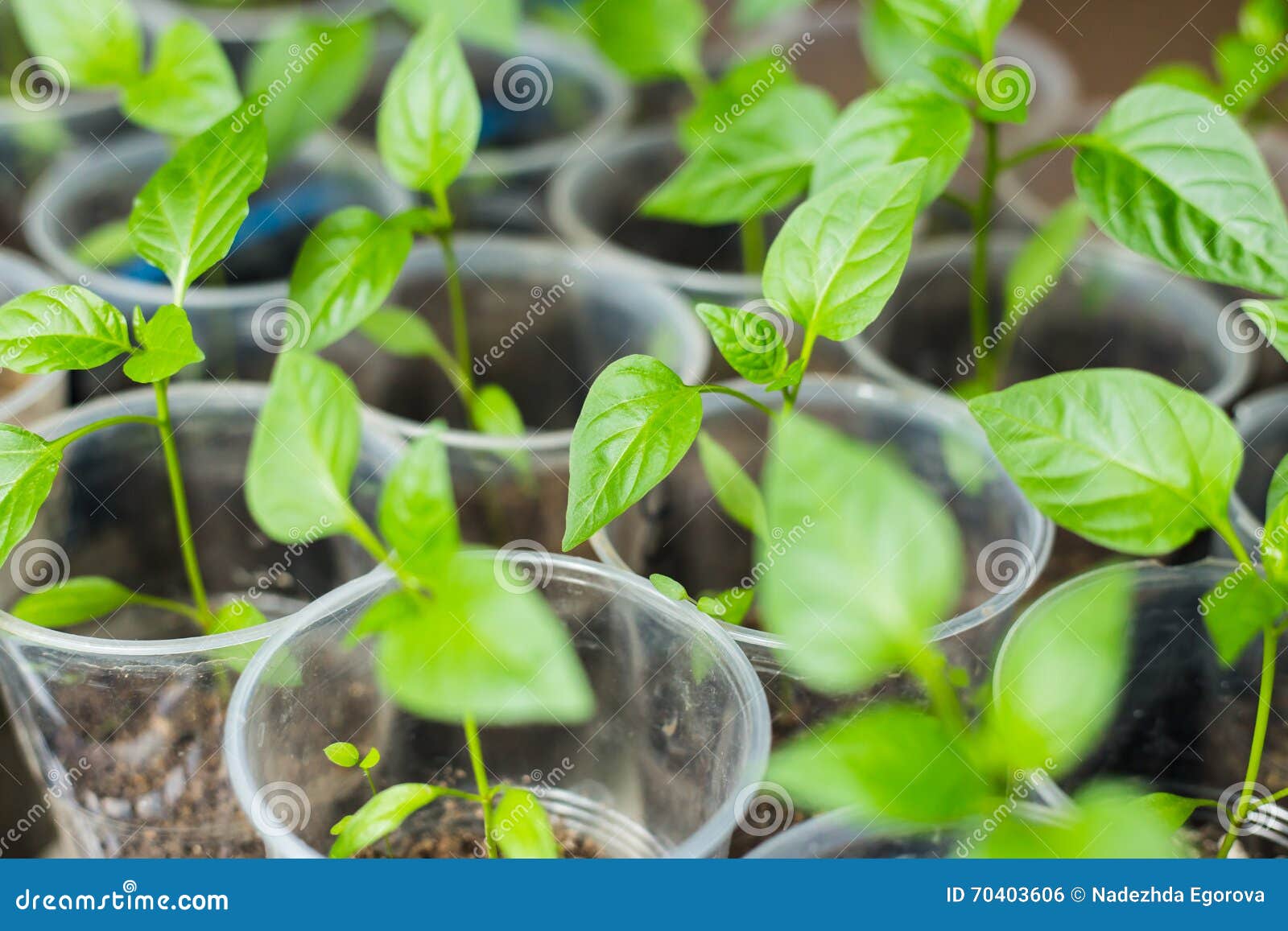 Sprout of green pepper stock photo. Image of flora, growing - 70403606