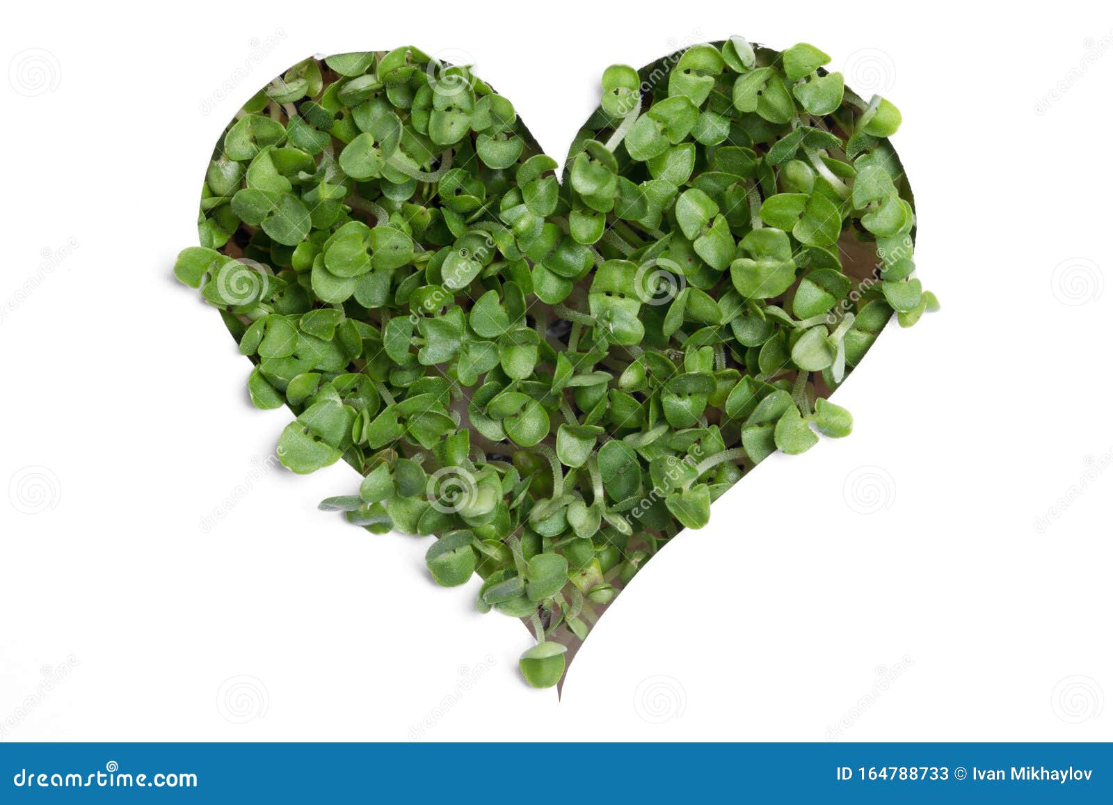 Sprout Green Grass In Earthern Pot Royalty-Free Stock Image ...