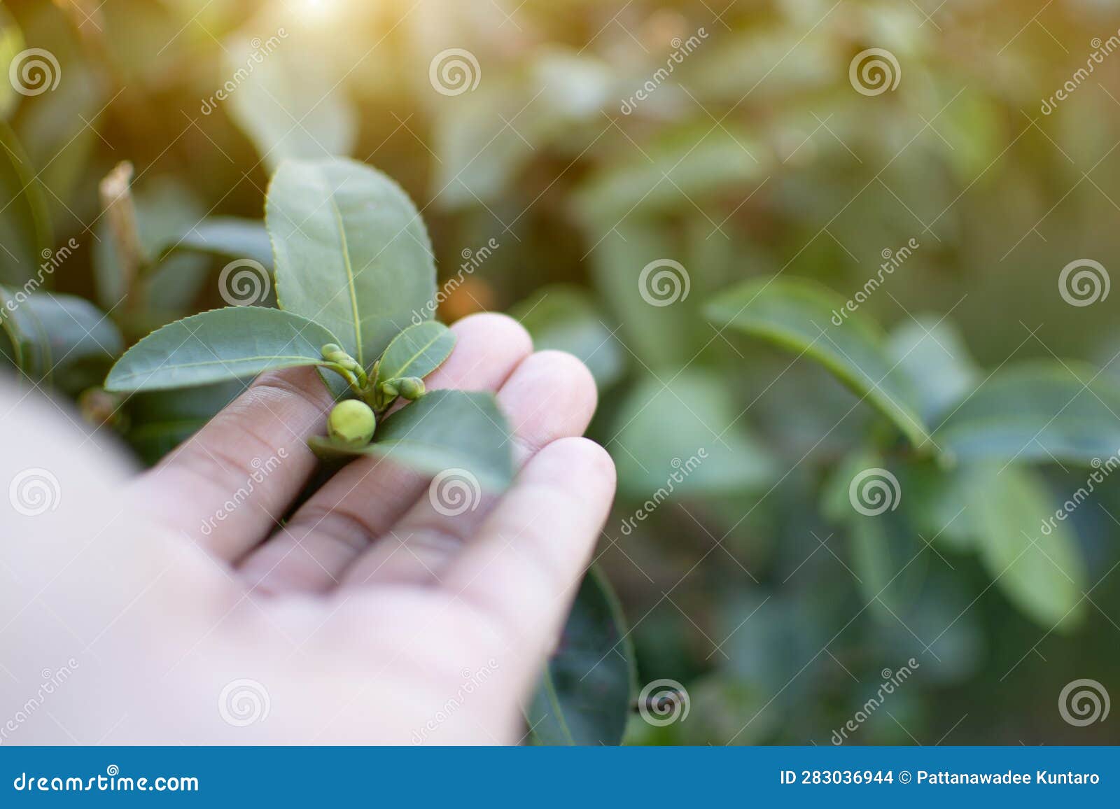 Sprout of Green Tea in Hand, Famer Pick Leaves of Green Tea Stock Photo ...