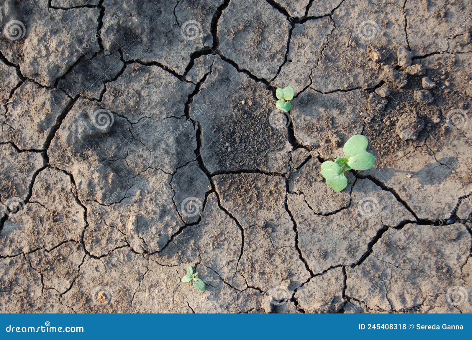 Sprout in the Ground stock photo. Image of sprout, dirt - 245408318