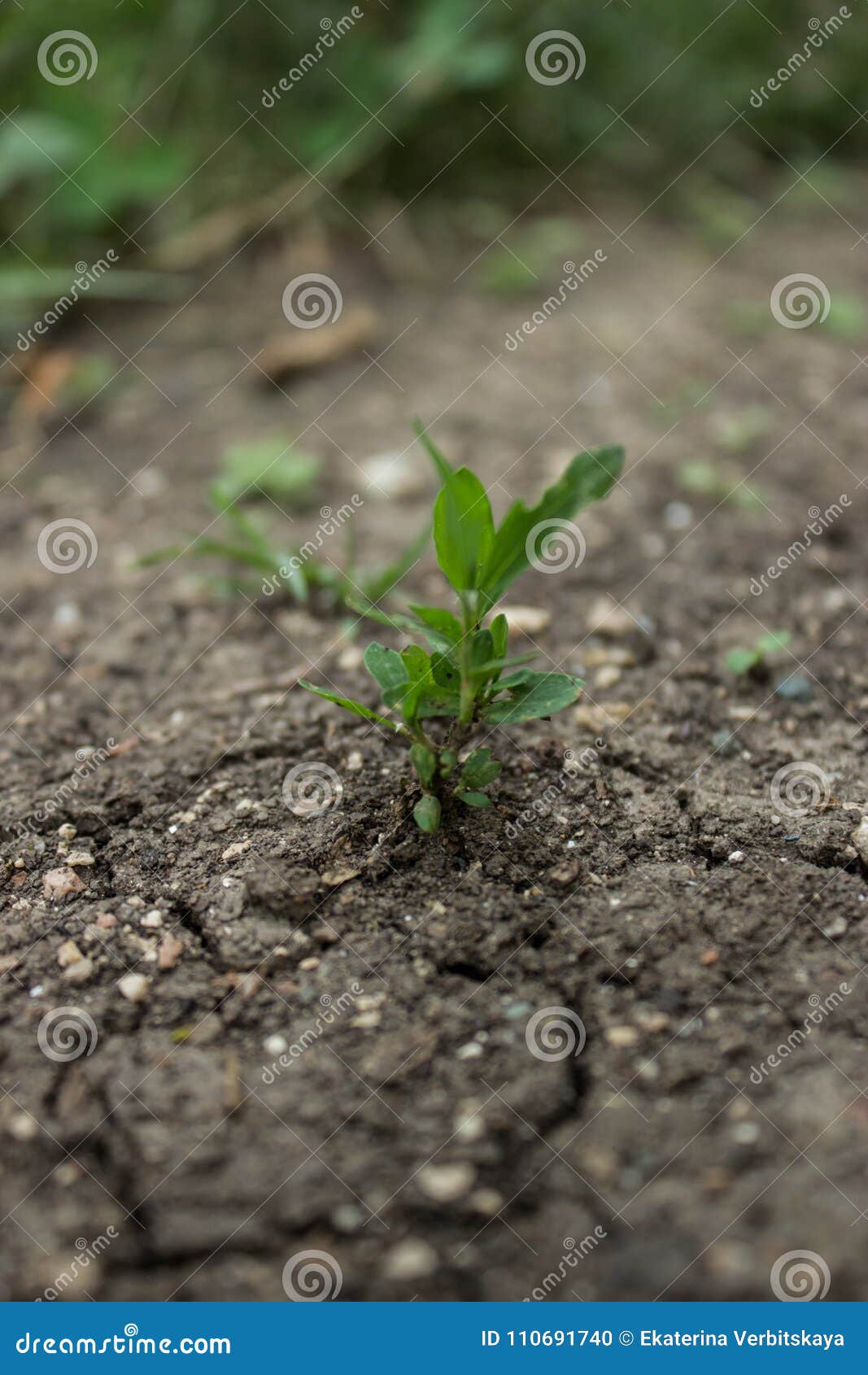 Sprout in the ground stock photo. Image of organic, young - 110691740