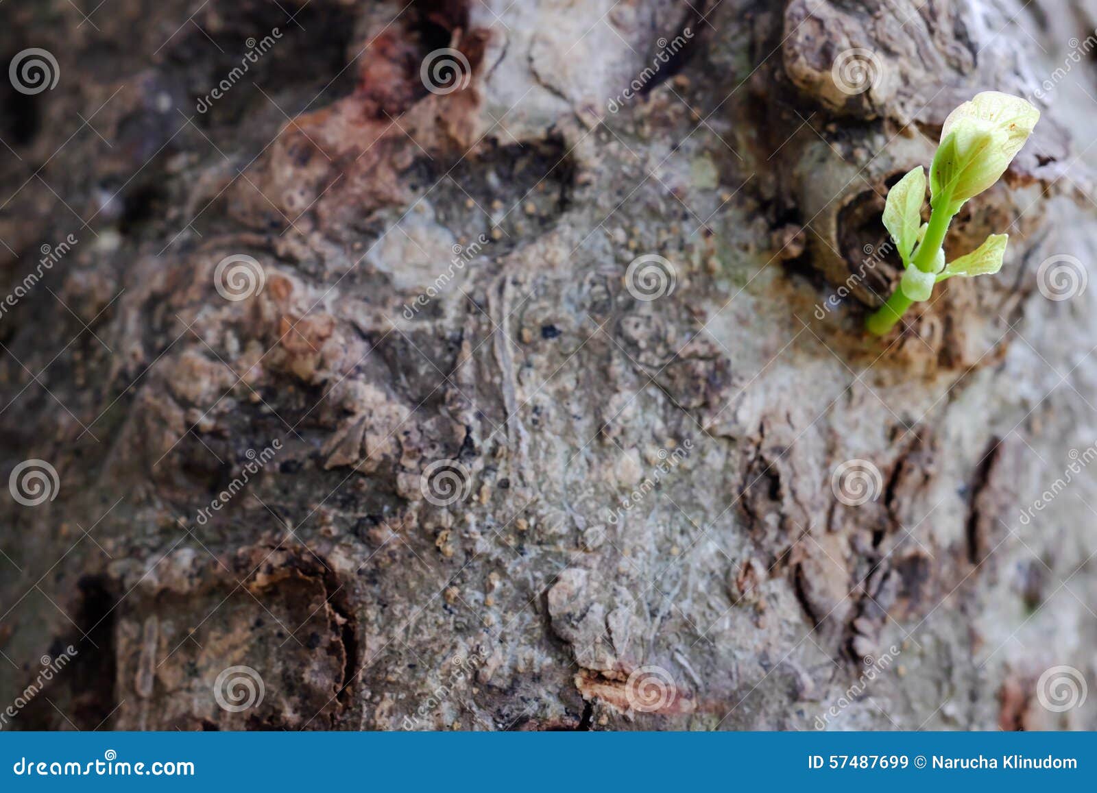 Sprout stock image. Image of wood, plant, sprout, garden - 57487699