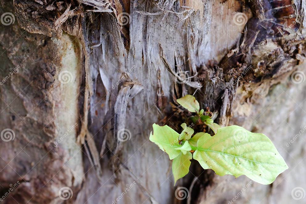 Sprout stock image. Image of root, green, sprout, sleep - 57487731