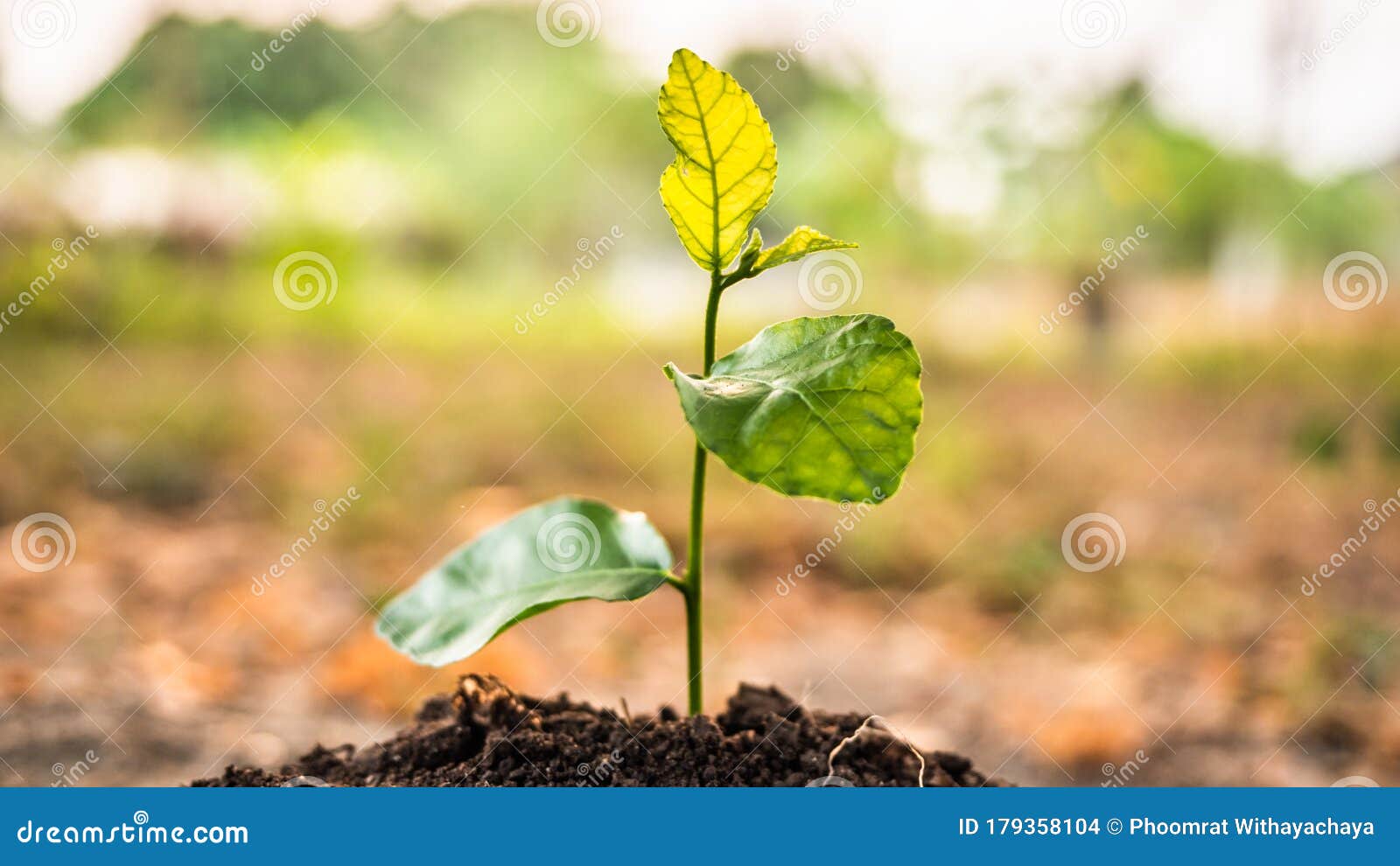 Sprout Growing from Dry Ground. Earth Day Save Environment Concept ...