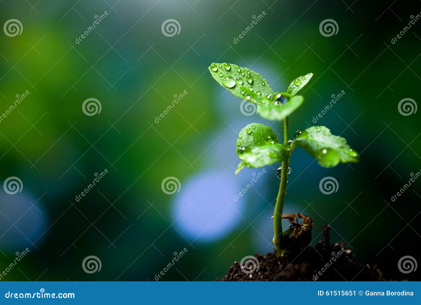 Sprout Growing from the Ground Stock Image - Image of earth, money ...