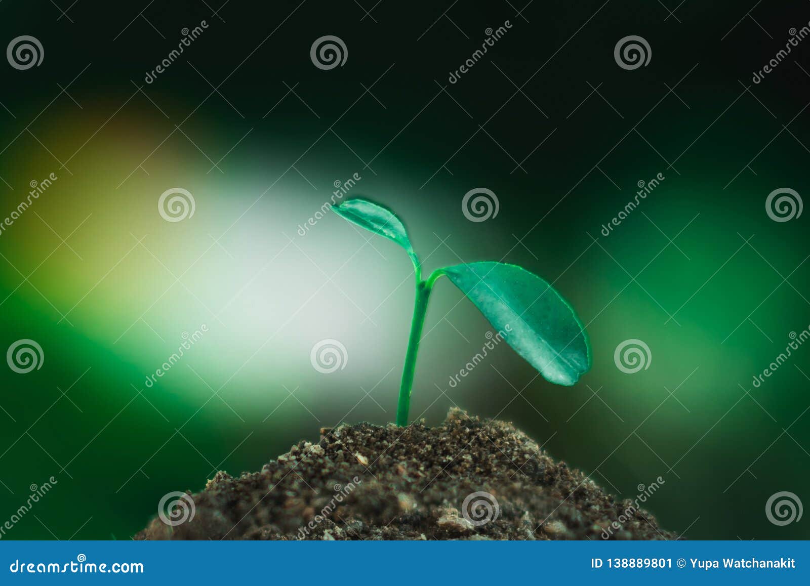 Sprout growing on ground stock image. Image of care - 138889801