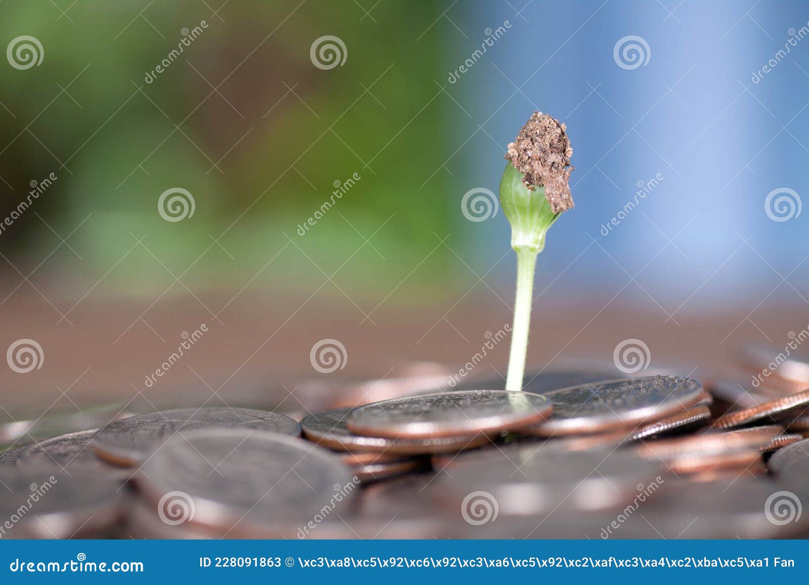 A Sprout Grows from the Gap between the Stacked Dollar Coins Stock ...