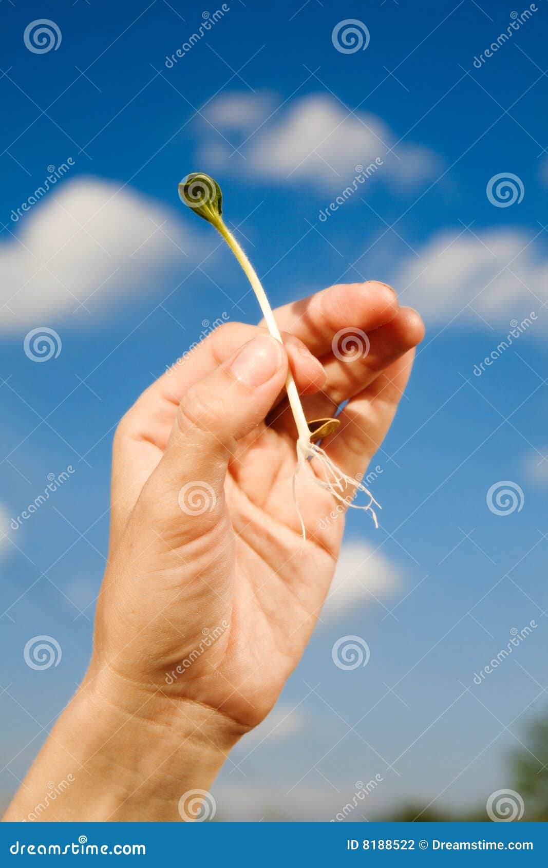 Sprout in the hand stock photo. Image of care, field, define - 8188522