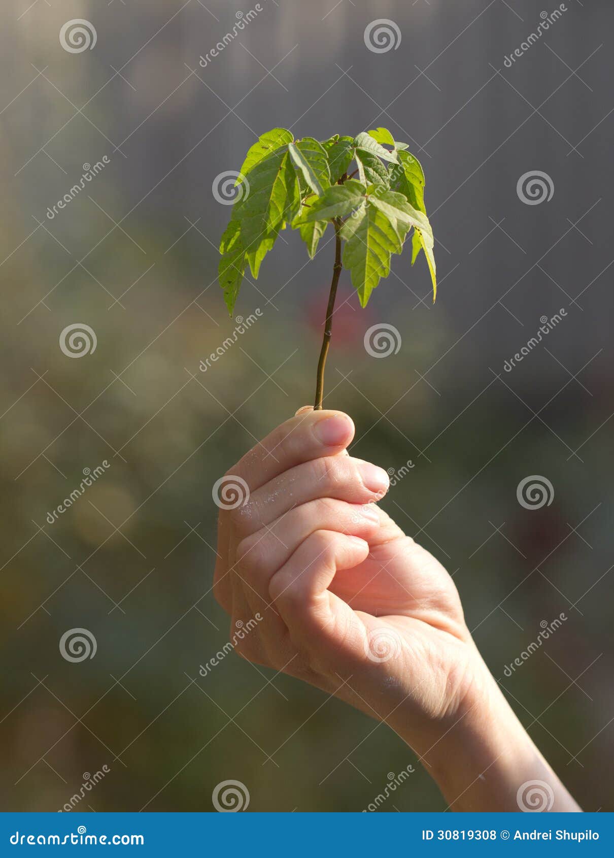 Sprout in hand stock photo. Image of holding, caucasian - 30819308