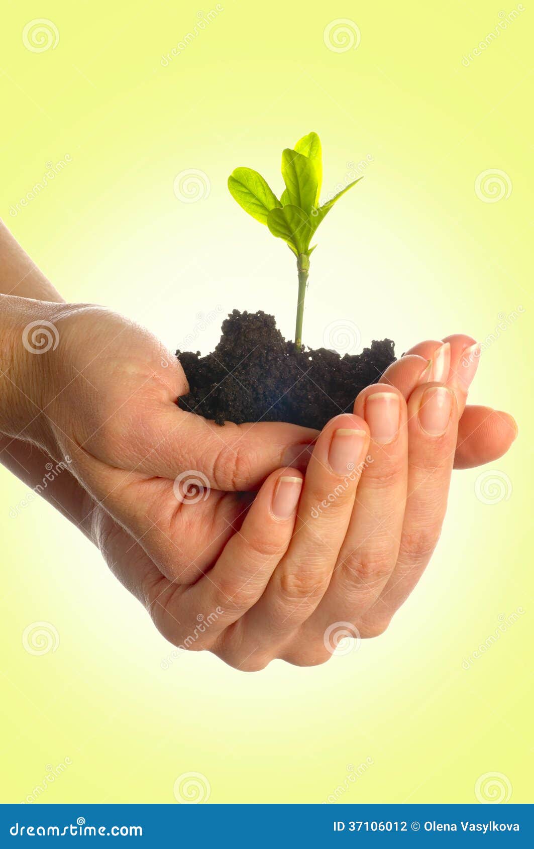 Sprout in hand on white stock photo. Image of holding - 37106012
