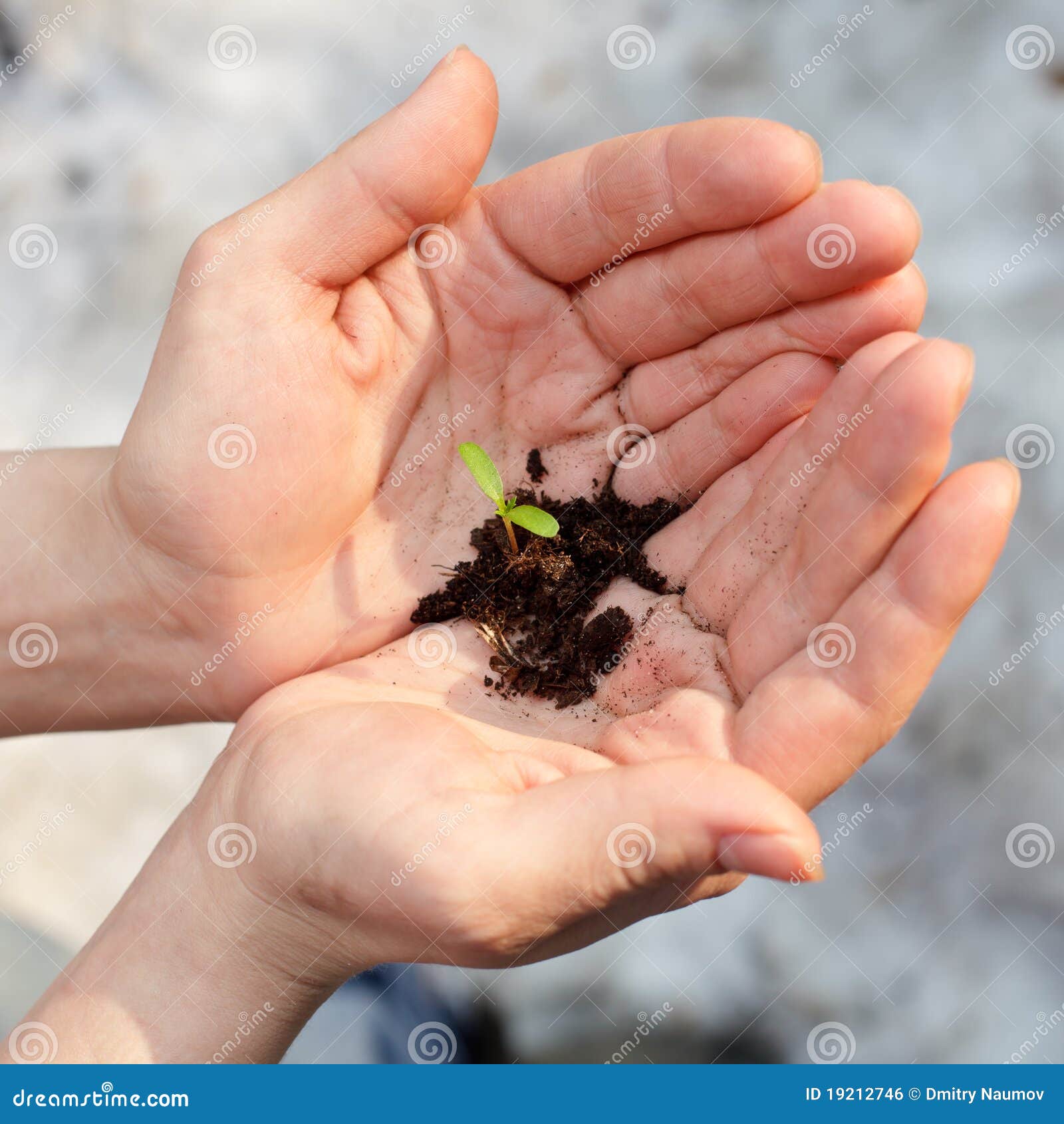 Sprout in hands stock photo. Image of earth, care, gardening - 19212746