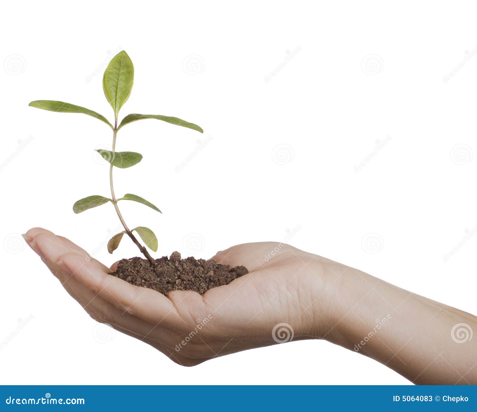 Sprout in hands stock image. Image of handful, finger - 5064083