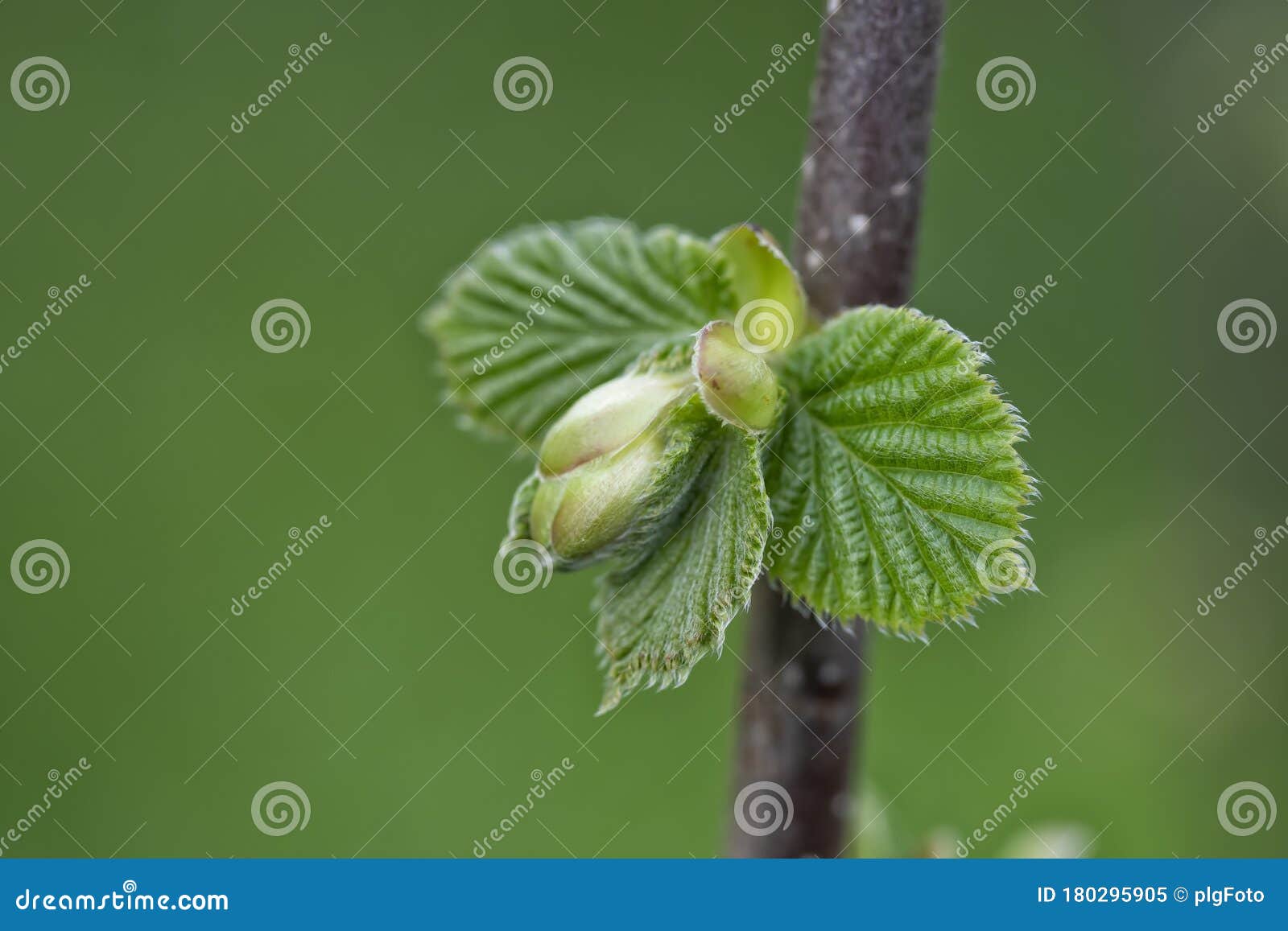 A sprout of a hazelnut stock image. Image of green, macro - 180295905