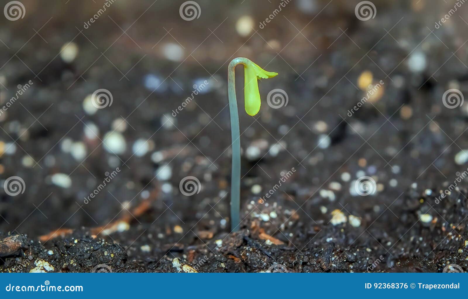 Sprout of hemp stock photo. Image of plant, hashish, growing - 92368376