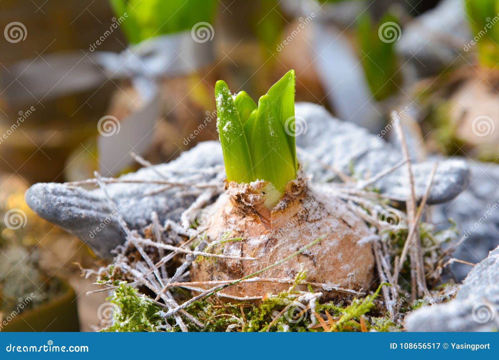 Hyacinth bulbs in pot stock image. Image of greetings - 108656517