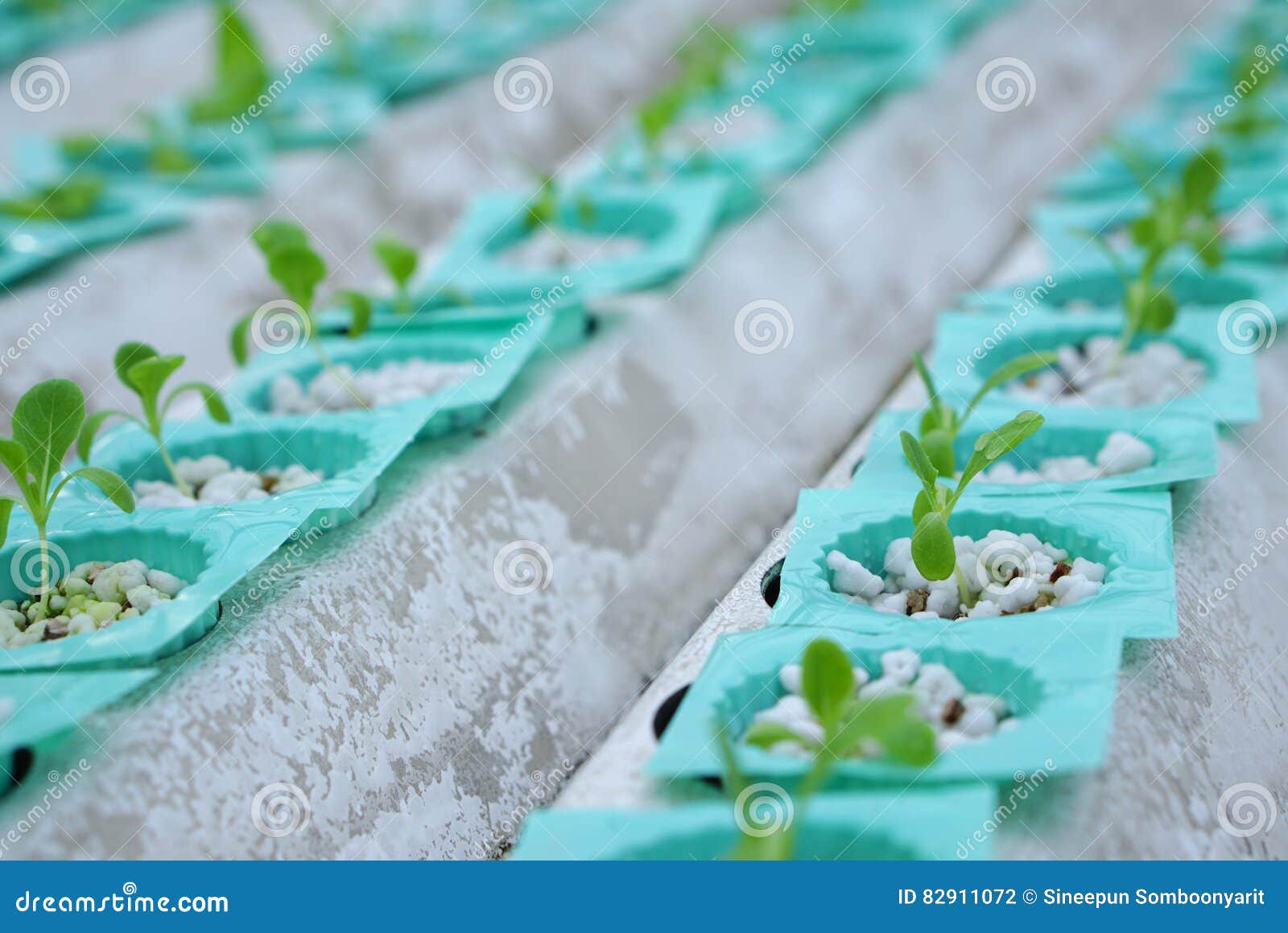 Sprout in Hydroponics farm stock photo. Image of sprouts - 82911072